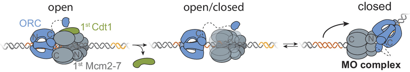 Regulation of replication origin licensing by ORC phosphorylation ...
